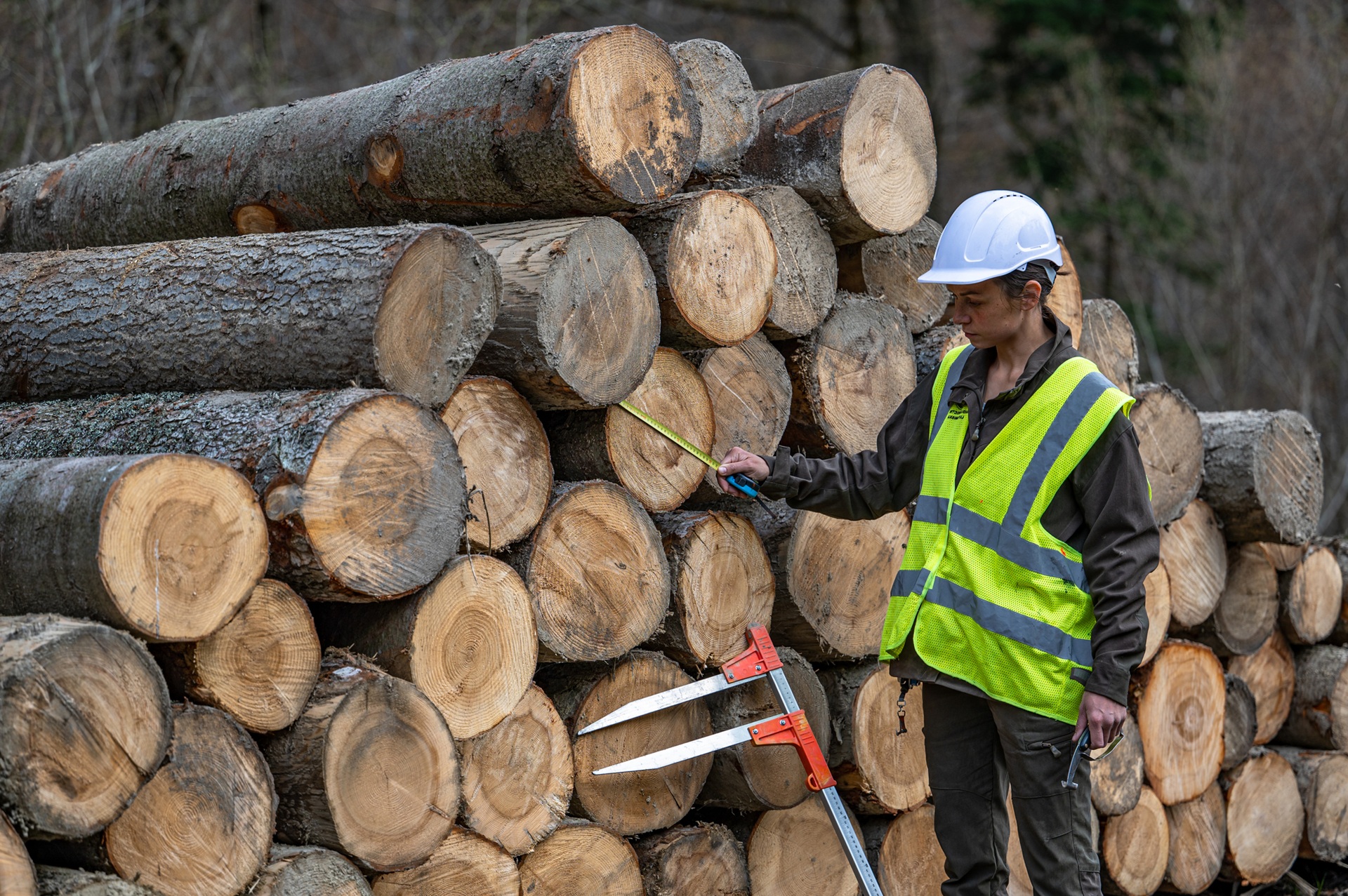 Timber Scaling - College of the Rockies